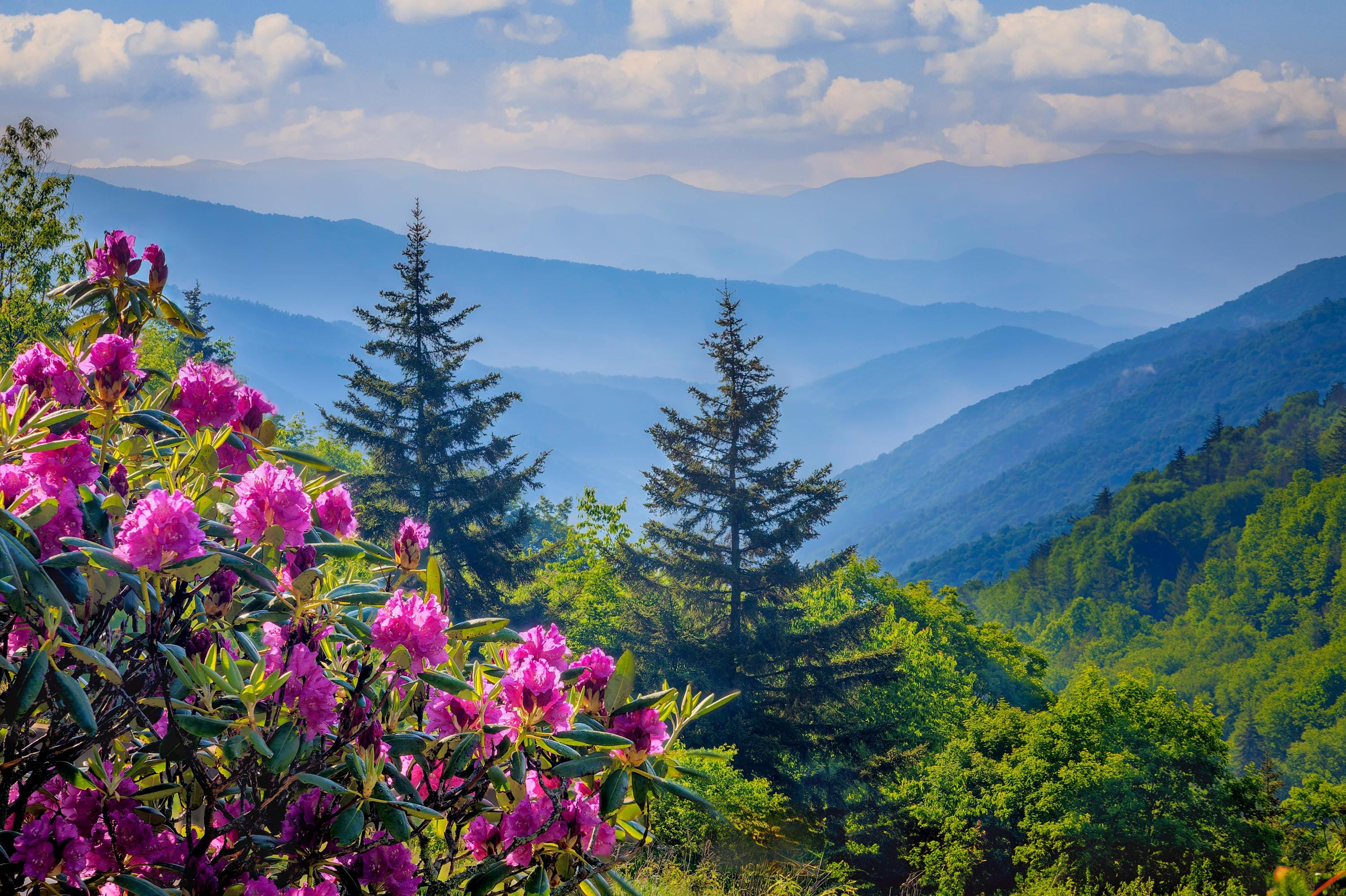 Blue Ridge Mountains and Rhododendrons, Blue Ridge Parkway, North ...