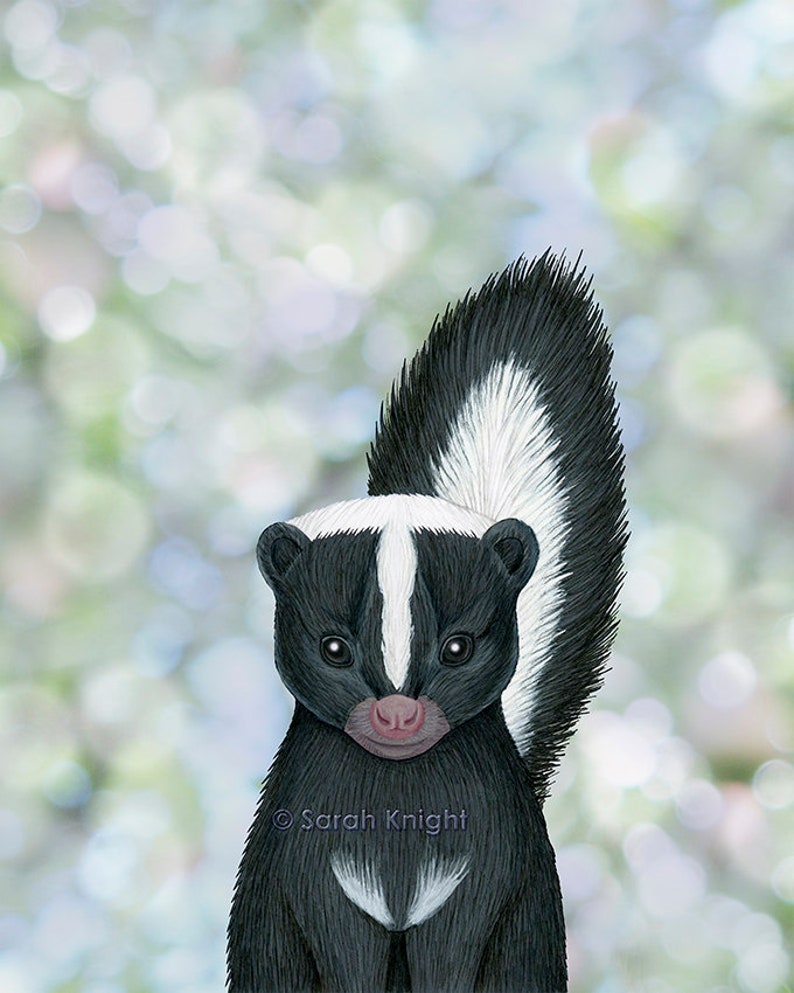 Striped Skunk woodland Animal Portrait 8X10 Inch Art Print by Sarah ...