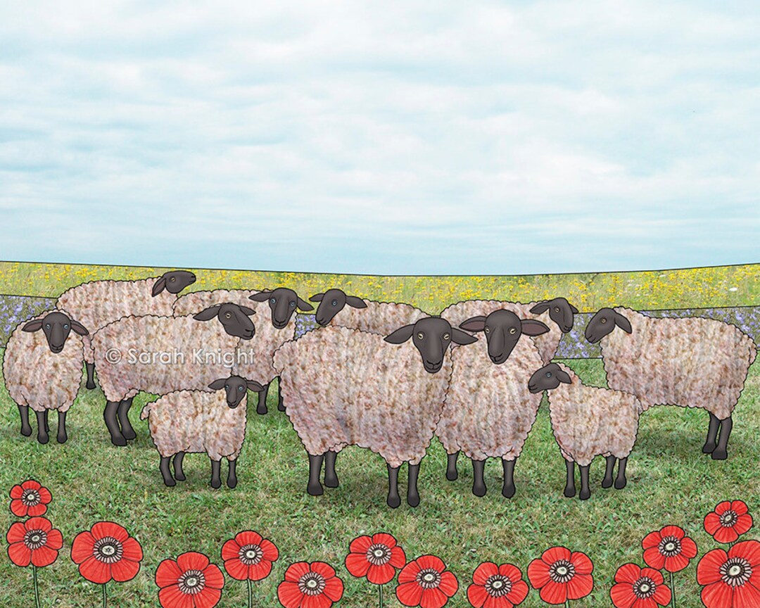 Suffolk Sheep in a Field - Signed 8X10 Inch Art Print by Sarah Knight ...