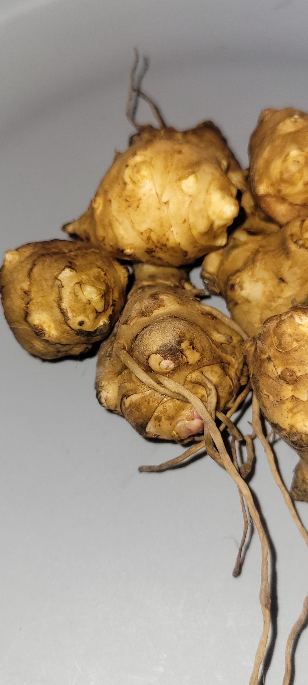 Red Jerusalem Artichokes, Sunchokes for Planting - Etsy