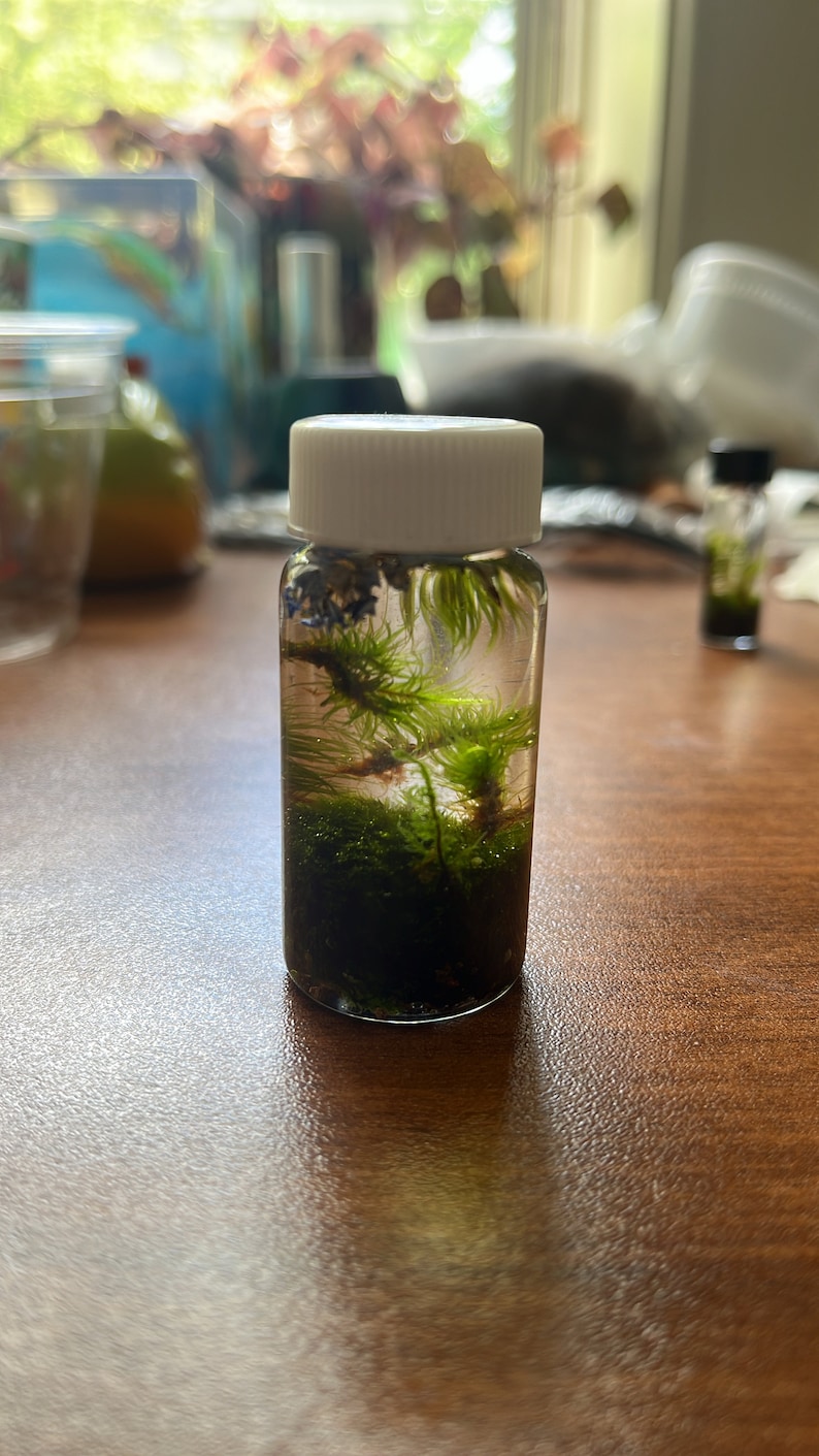 Floating Moss Universe Terrarium - Etsy