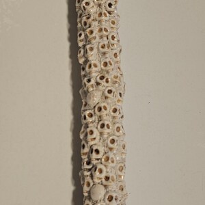 Vintage Revisited/excavation /skull Walking Cane - Etsy
