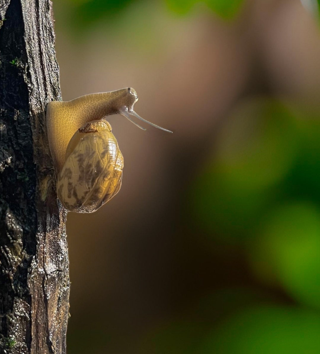 The Brilliant Snail Photo Print Available in Many Sizes and Canvas ...