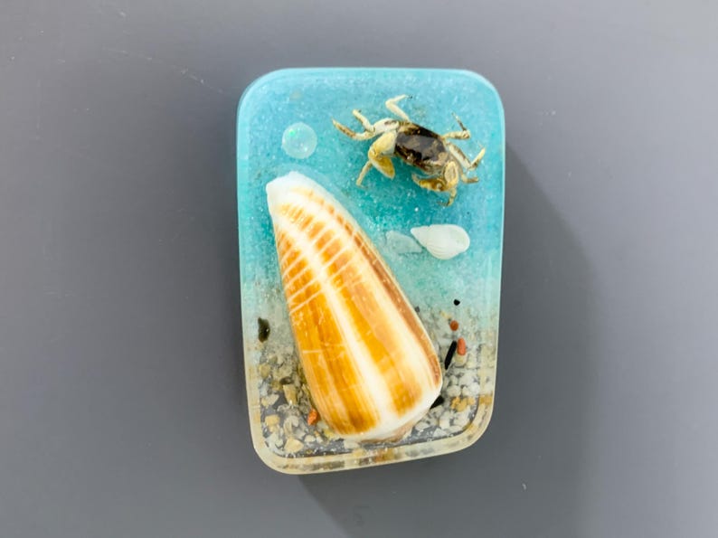 Funny Shell Refrigerator Magnet Set of 4 Kitchen Decor Gift, Cute Shell ...