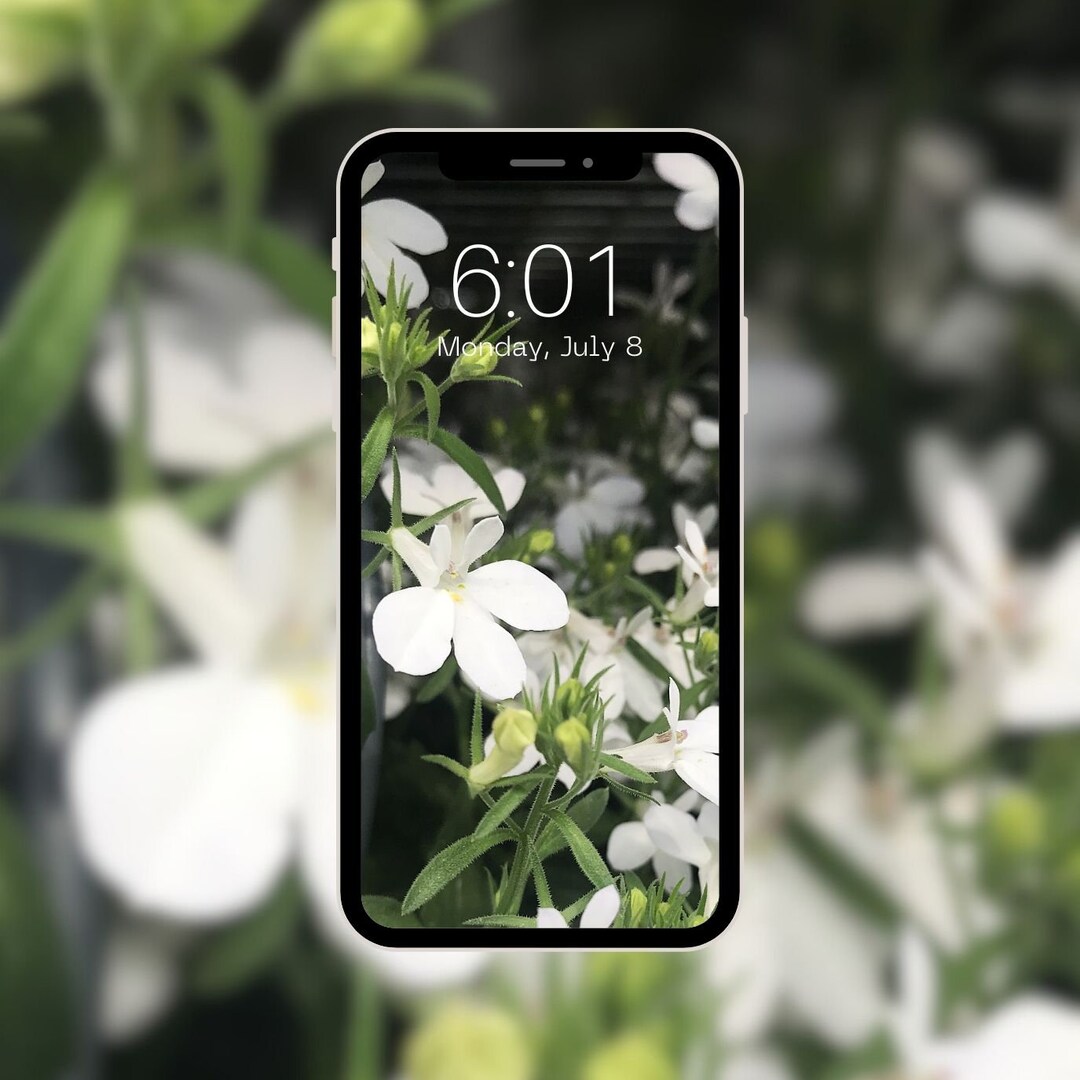 White Flower Phone Wallpapers for iPhone Digital Backgrounds for ...