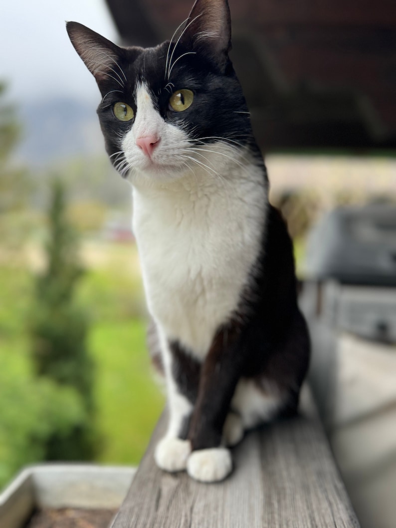 Curious Cat, Cute Cat, Puppy, Cat, Meow, Digital Art, Photography ...