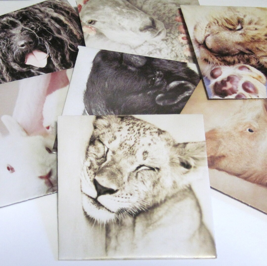 7 Handmade Animal Envelopes With Inserts Recycled Upcycled Set No. 1 - Etsy