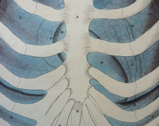 Ribcage Original Antique European Hand Colored Anatomy Engraving Print ...