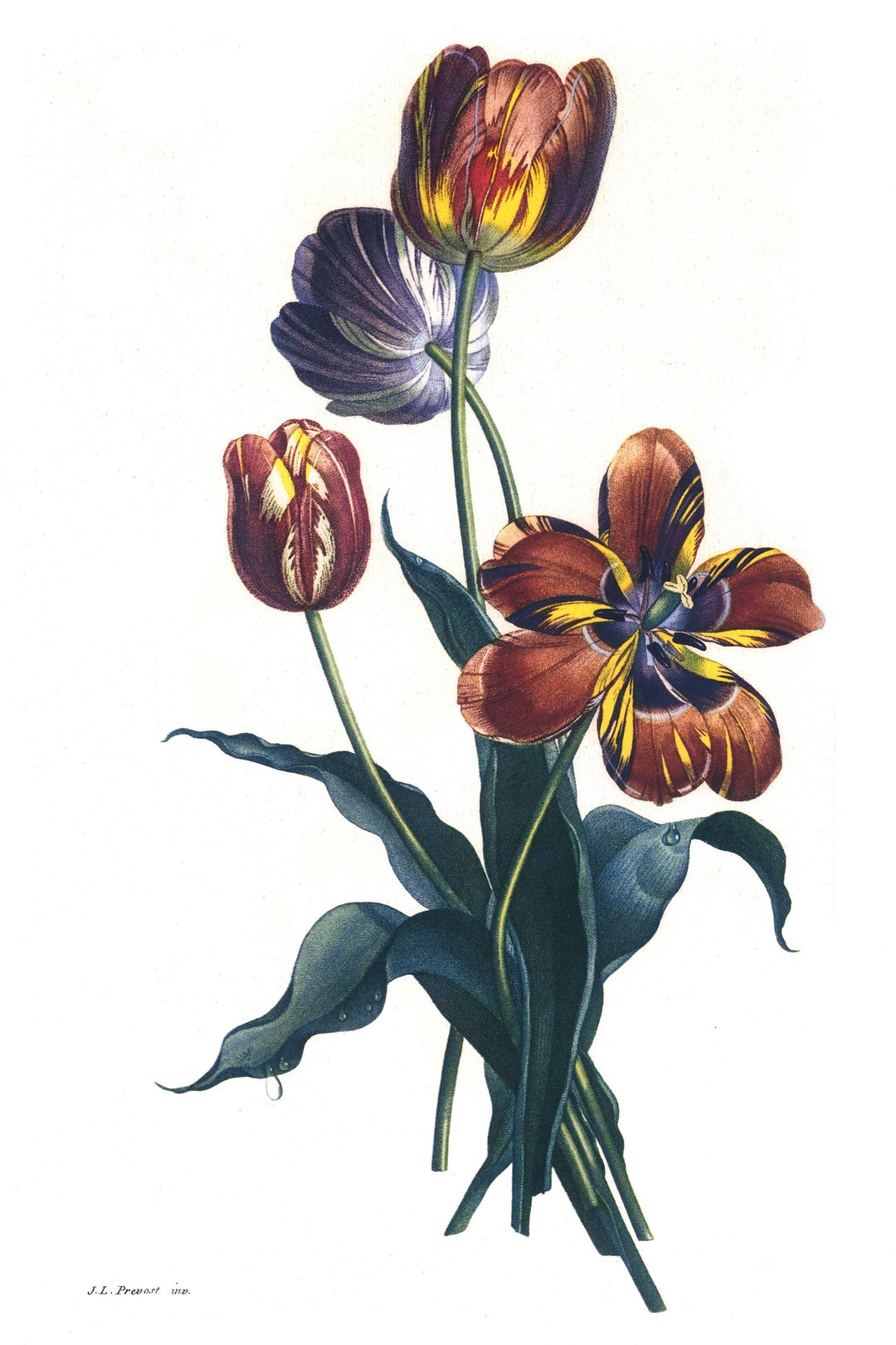 Tulips | Jean Louis Prevost (1760 - 1810) | Collection Des Fleurs Et ...