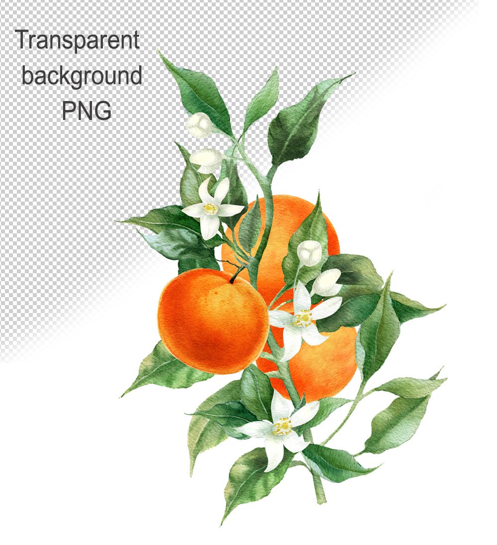 Orange Fruit Clipart. Watercolor Oranges PNG Illustration. Tangerine on ...