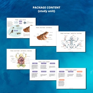 FROG Unit Study, FROG Printable, FROG School Project, Frog Life Cycle ...