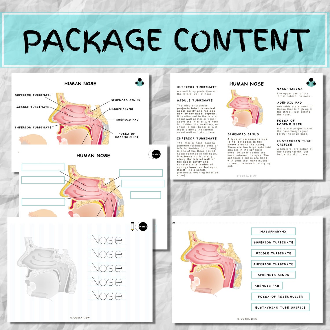 Human NOSE Anatomy Busy Book Insert Children Early Learning Activity ...