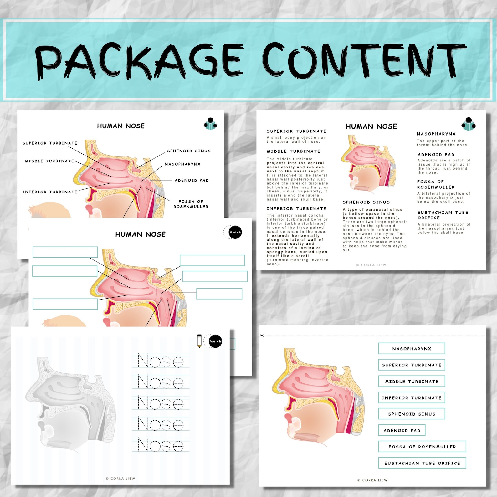 Human NOSE Anatomy Busy Book Insert Children Early Learning Activity ...