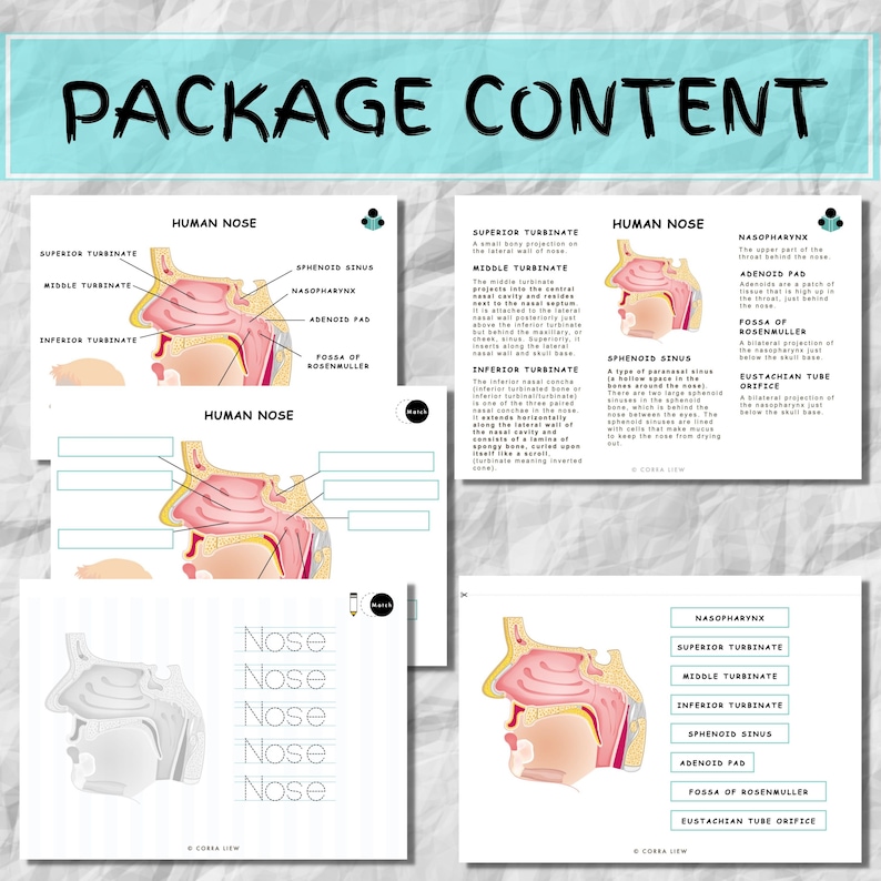 Human NOSE Anatomy Busy Book Insert Children Early Learning Activity ...
