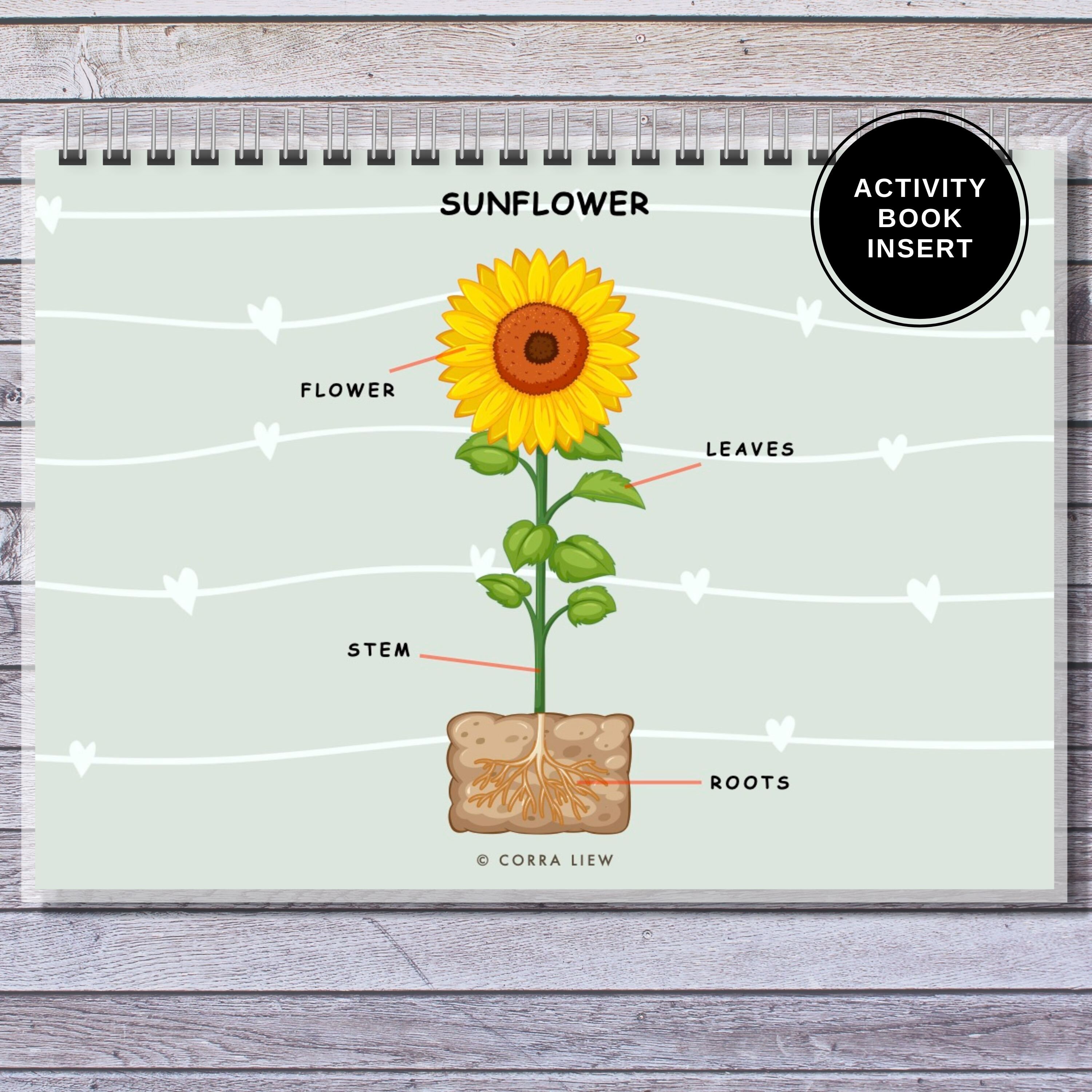 Sunflower Anatomy Busy Book Insert Printable Preschool Homeschool ...