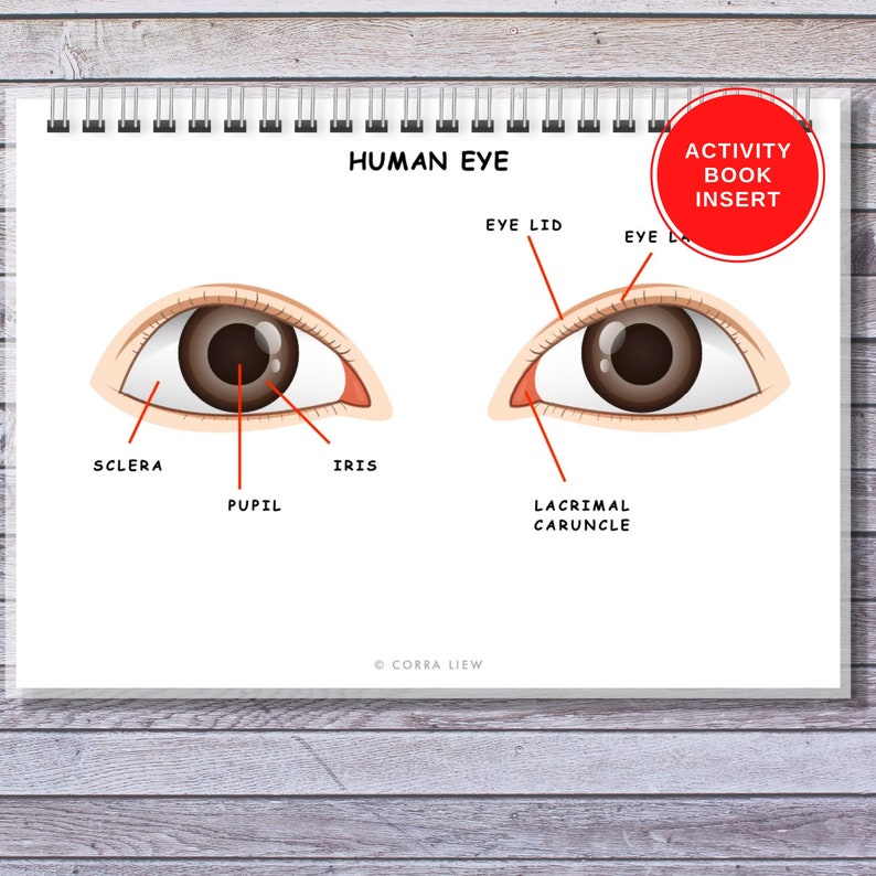 Human EYE Anatomy Busy Book Insert Children Early Learning Activity ...