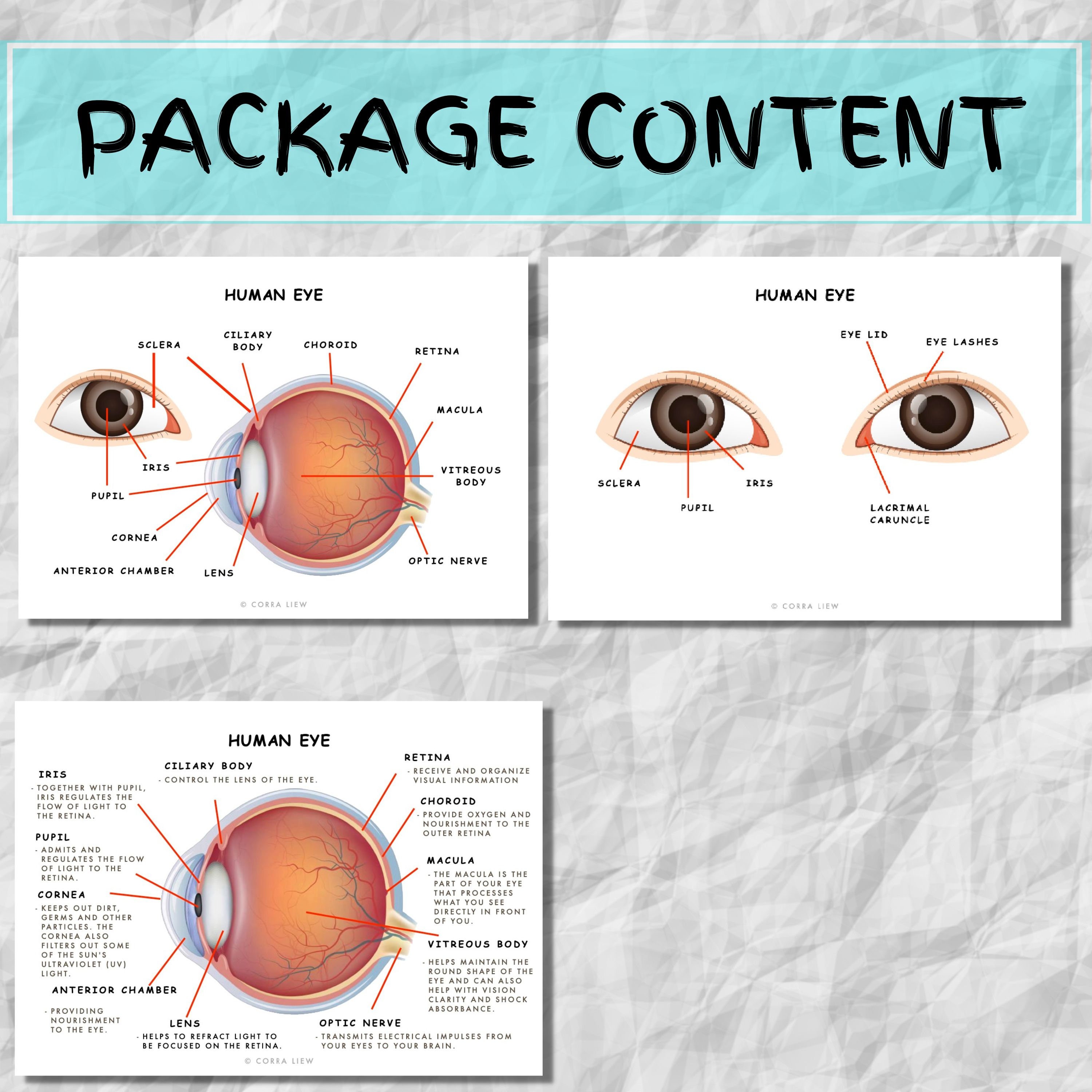 Human EYE Anatomy Busy Book Insert Children Early Learning Activity ...