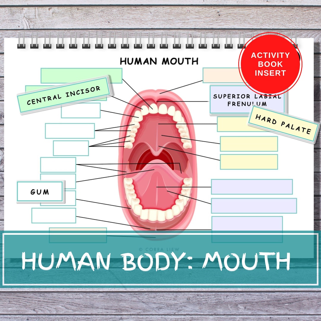 Human MOUTH Anatomy Busy Book Insert Children Early Learning Activity ...