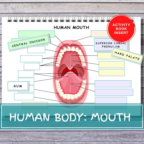 Human Mouth - Etsy