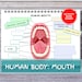 Human MOUTH Anatomy Busy Book Insert Children Early Learning Activity ...
