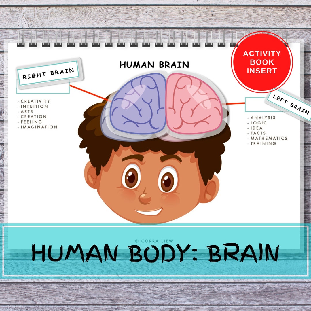 BRAIN Anatomy Busy Book Insert Children Early Learning Activity Binder ...