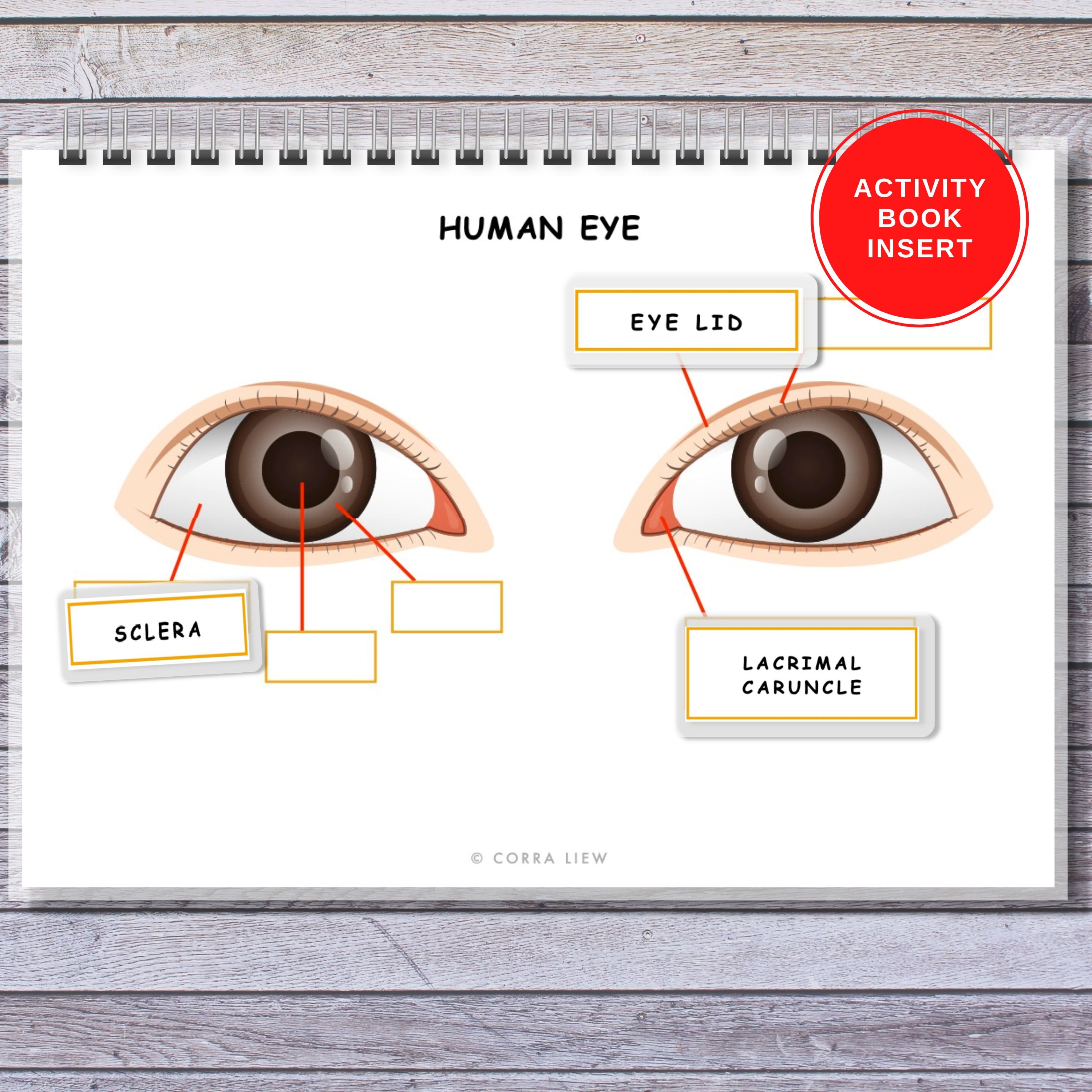 Human EYE Anatomy Busy Book Insert Children Early Learning Activity ...