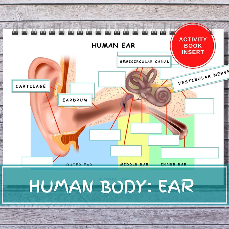 Human EAR Anatomy Busy Book Insert Children Early Learning Activity ...