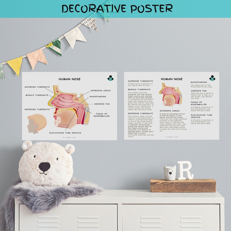 Human NOSE Anatomy Busy Book Insert Children Early Learning Activity ...