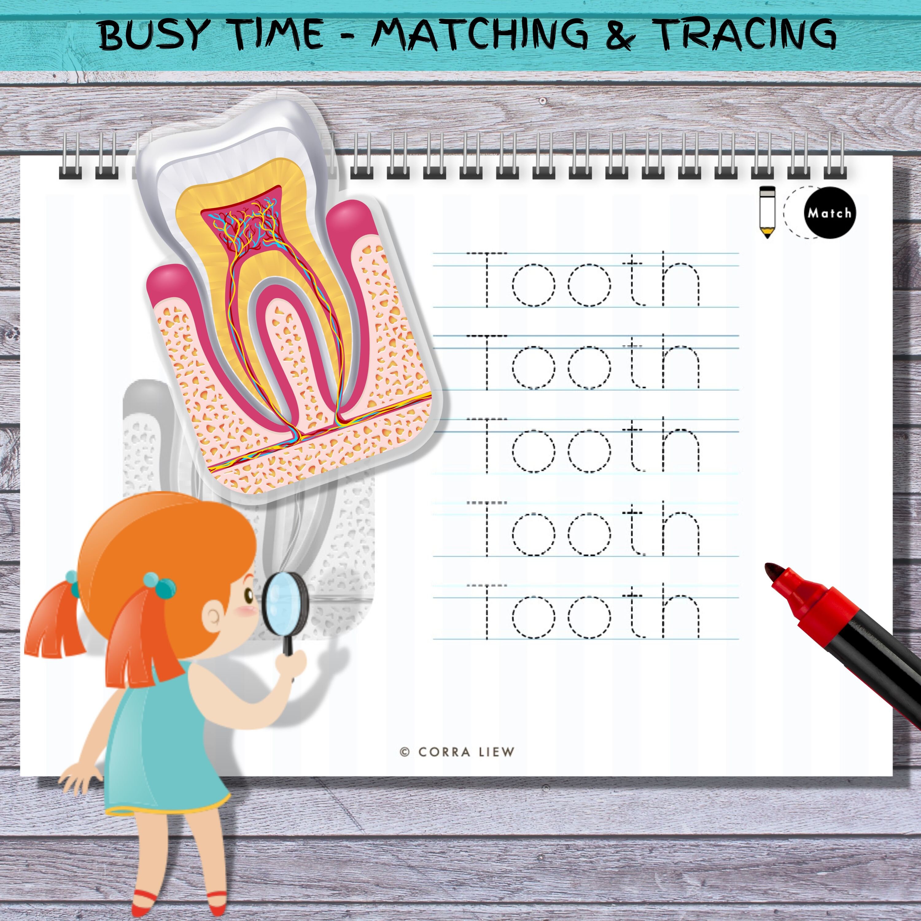 Human TOOTH Anatomy Busy Book Insert Children Early Learning Activity ...