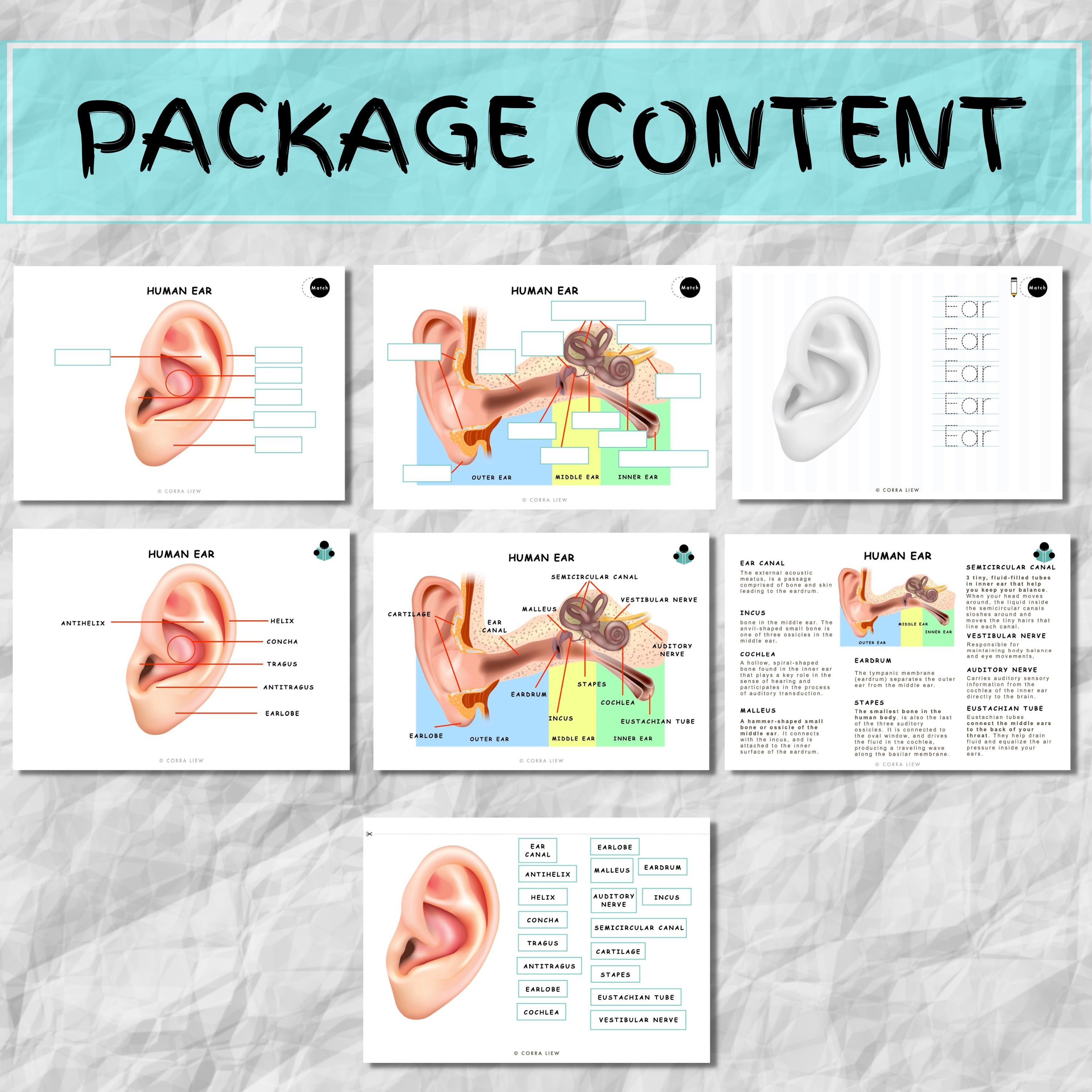 Human EAR Anatomy Busy Book Insert Children Early Learning Activity ...