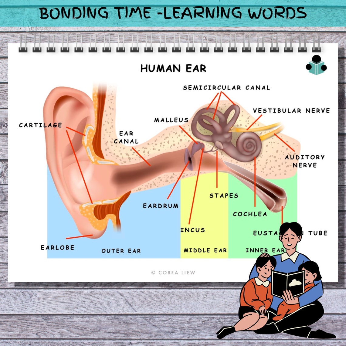 Human EAR Anatomy Busy Book Insert Children Early Learning Activity ...