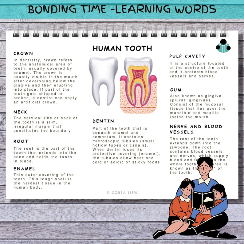 Human TOOTH Anatomy Busy Book Insert Children Early Learning Activity ...