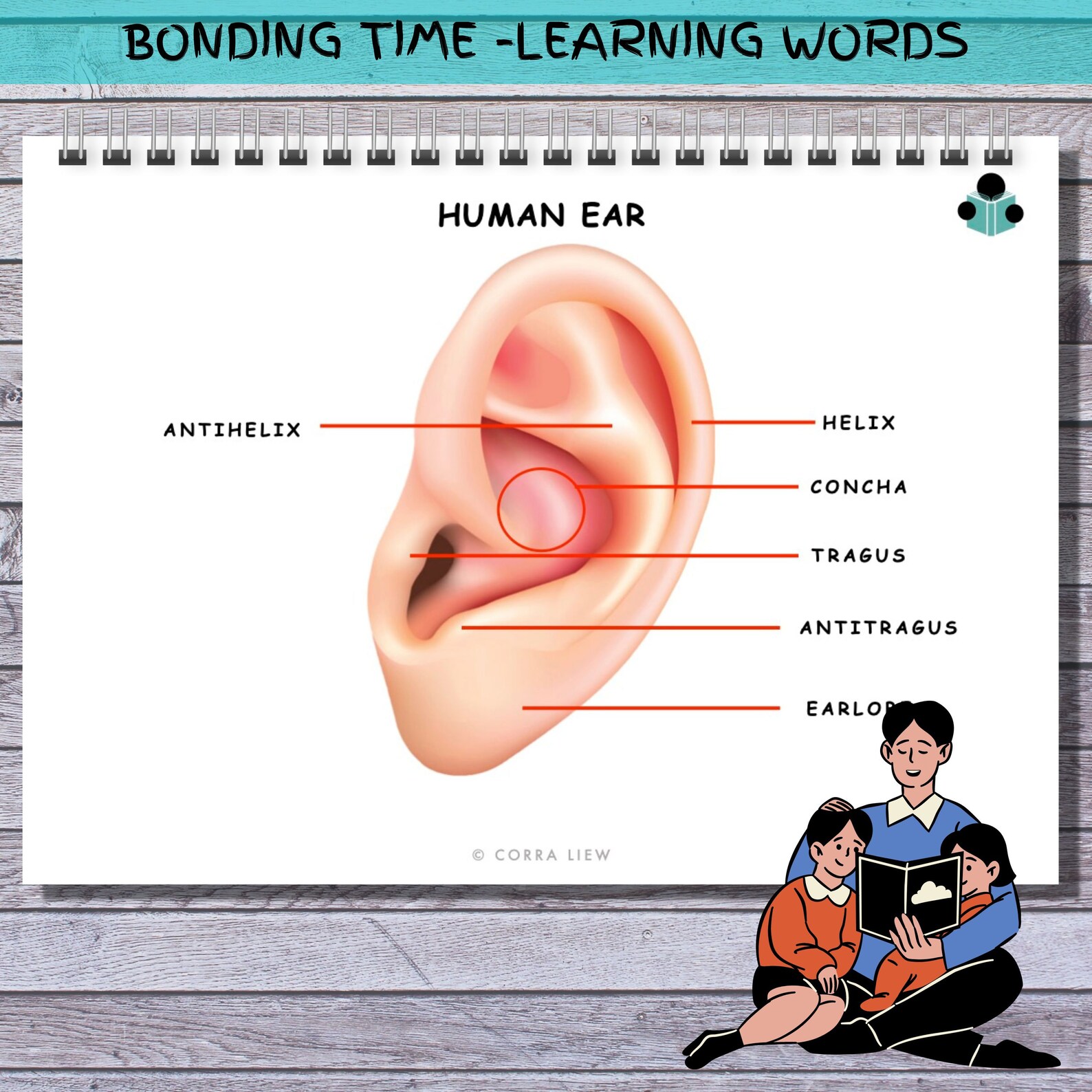 Human EAR Anatomy Busy Book Insert Children Early Learning Activity ...