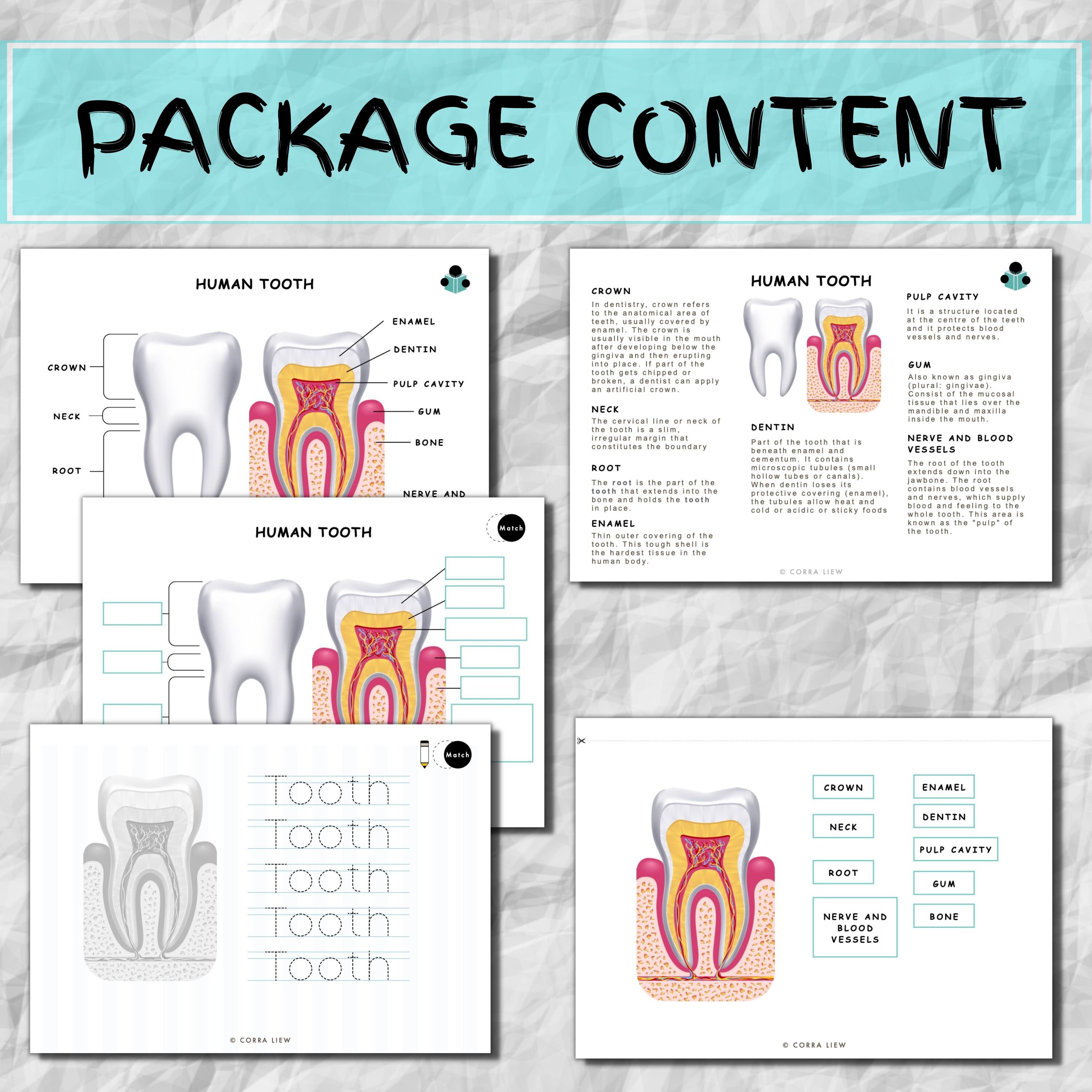 Human TOOTH Anatomy Busy Book Insert Children Early Learning Activity ...
