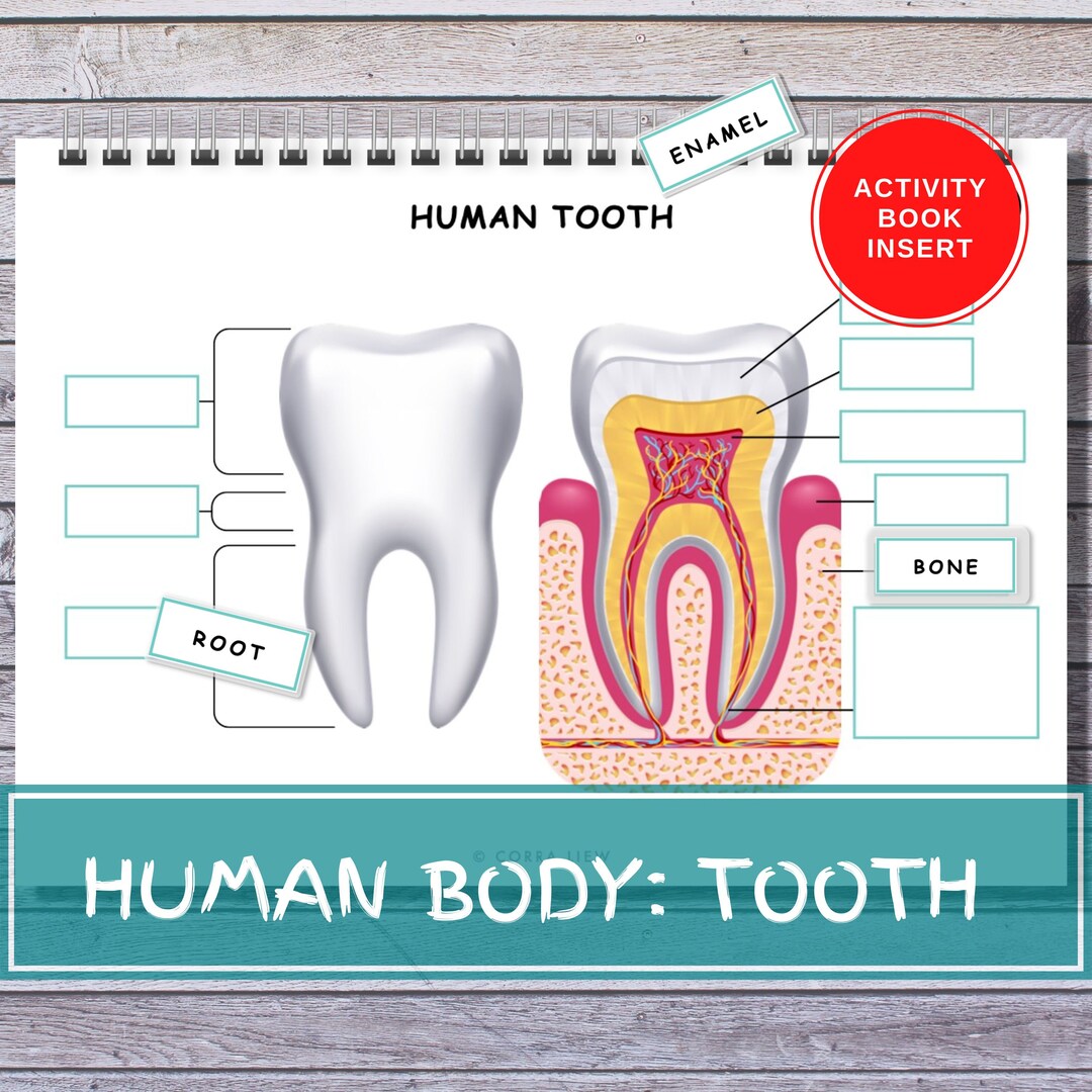 Human TOOTH Anatomy Busy Book Insert Children Early Learning Activity ...