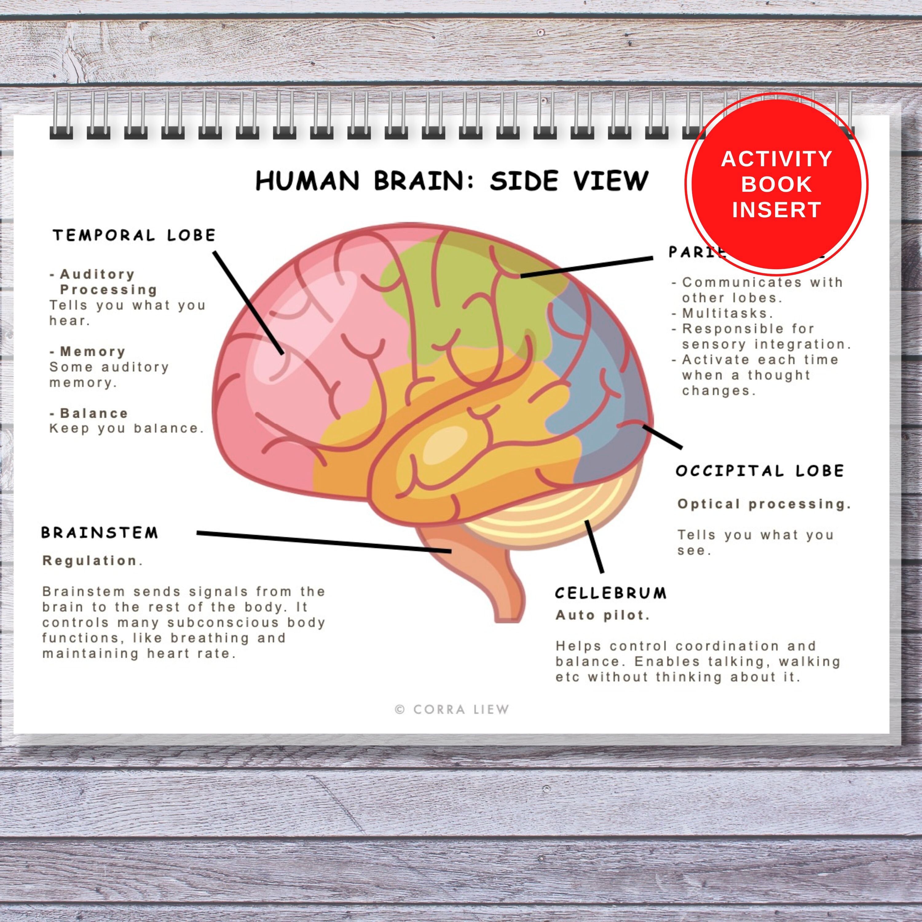 BRAIN Anatomy Busy Book Insert Children Early Learning Activity Binder ...