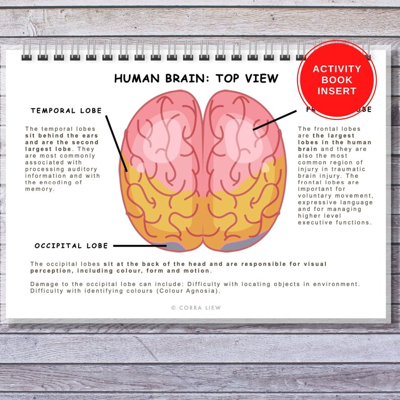 BRAIN Anatomy Busy Book Insert Children Early Learning Activity Binder ...