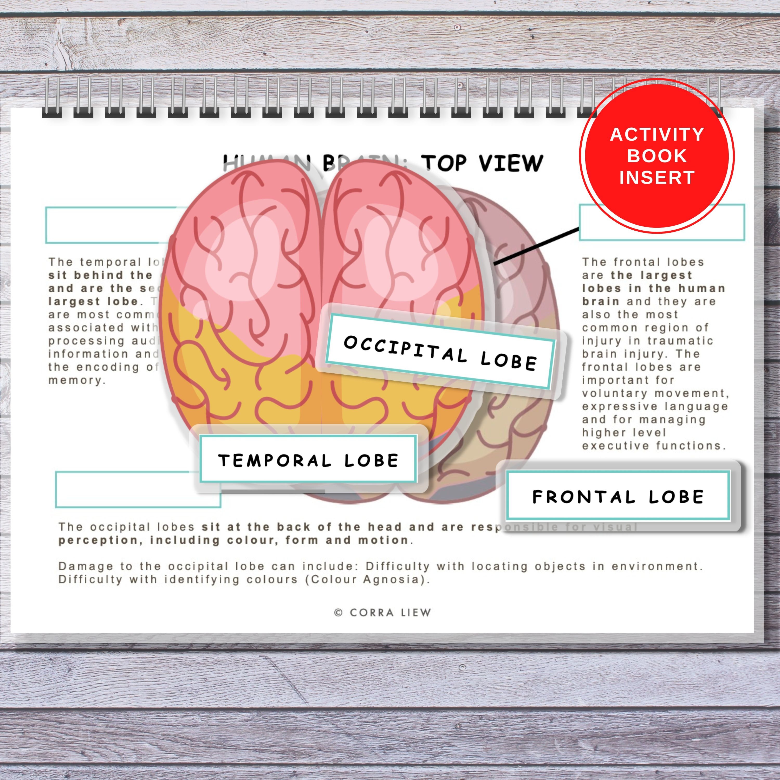 BRAIN Anatomy Busy Book Insert Children Early Learning Activity Binder ...