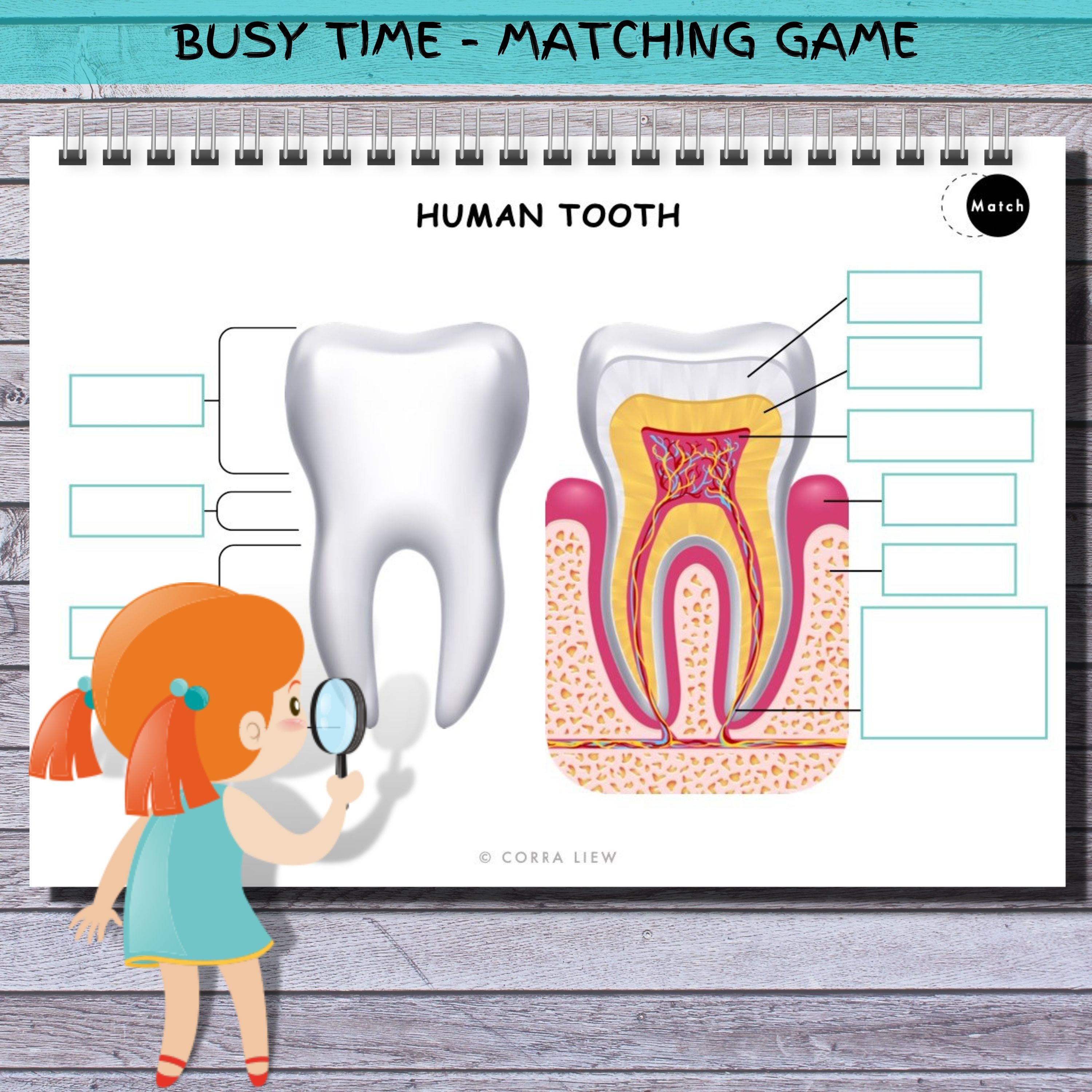 Human TOOTH Anatomy Busy Book Insert Children Early Learning Activity ...