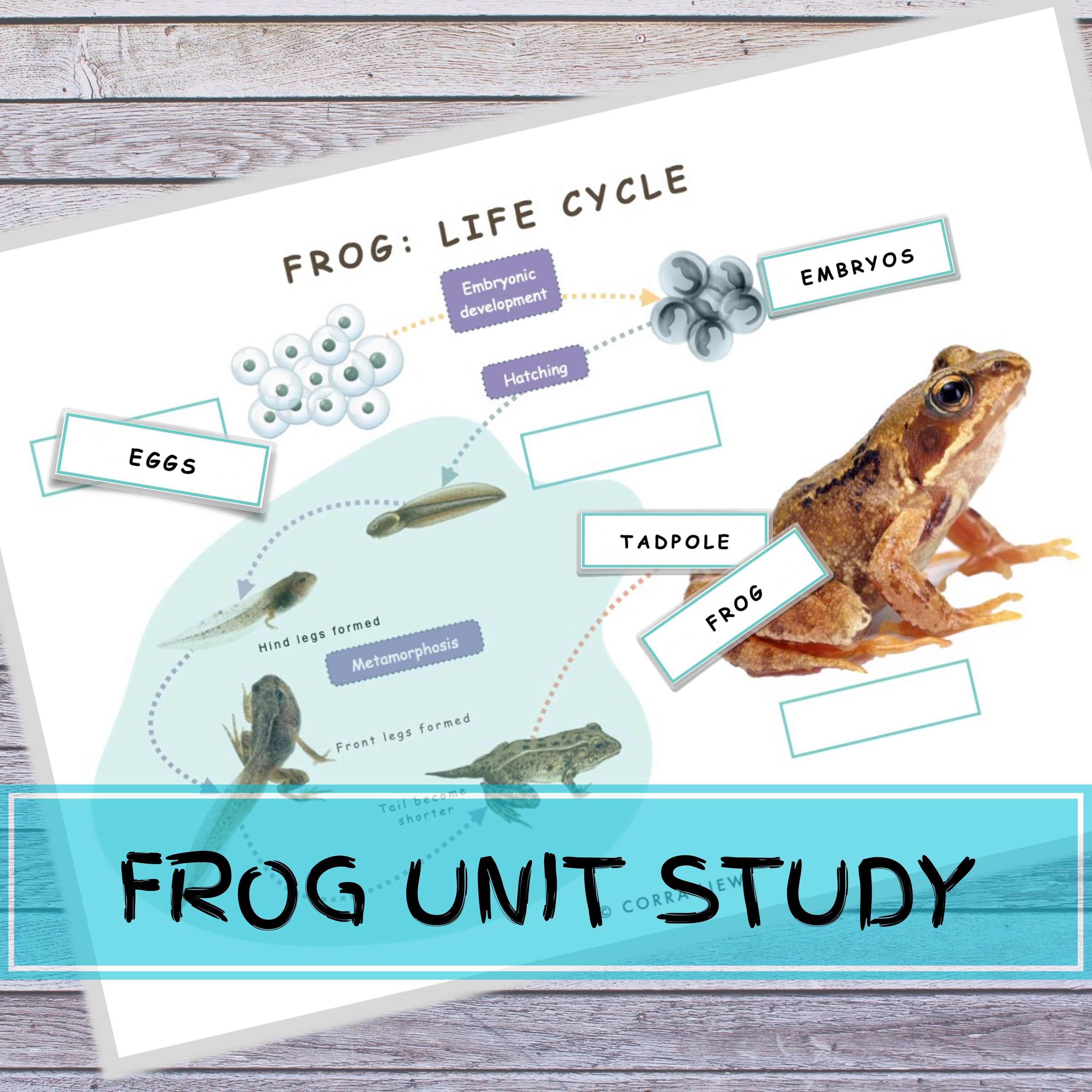 FROG Unit Study, FROG Printable, FROG School Project, Frog Life Cycle ...