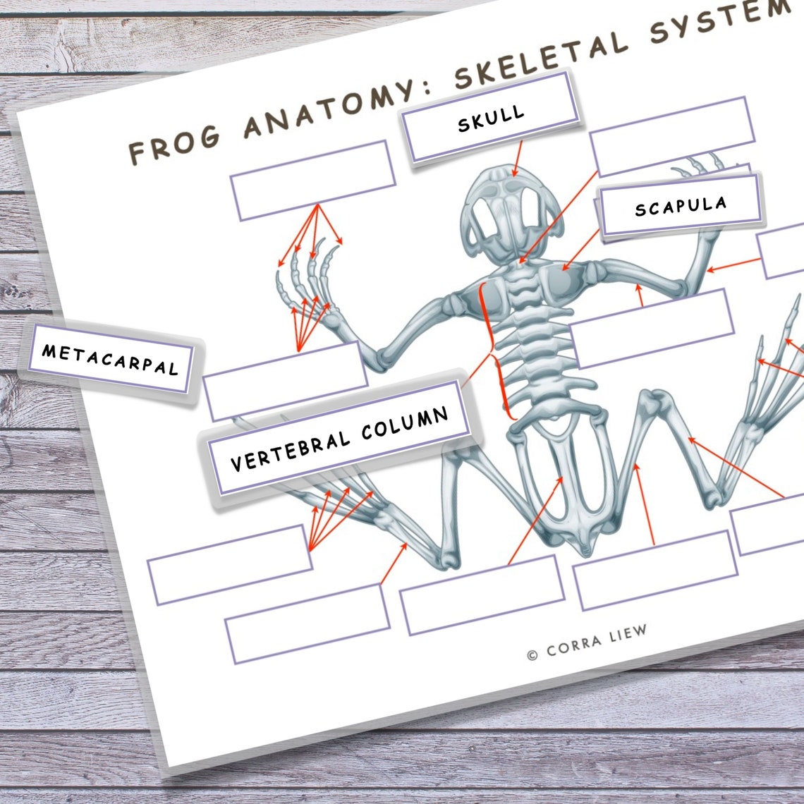 FROG Unit Study, FROG Printable, FROG School Project, Frog Life Cycle ...