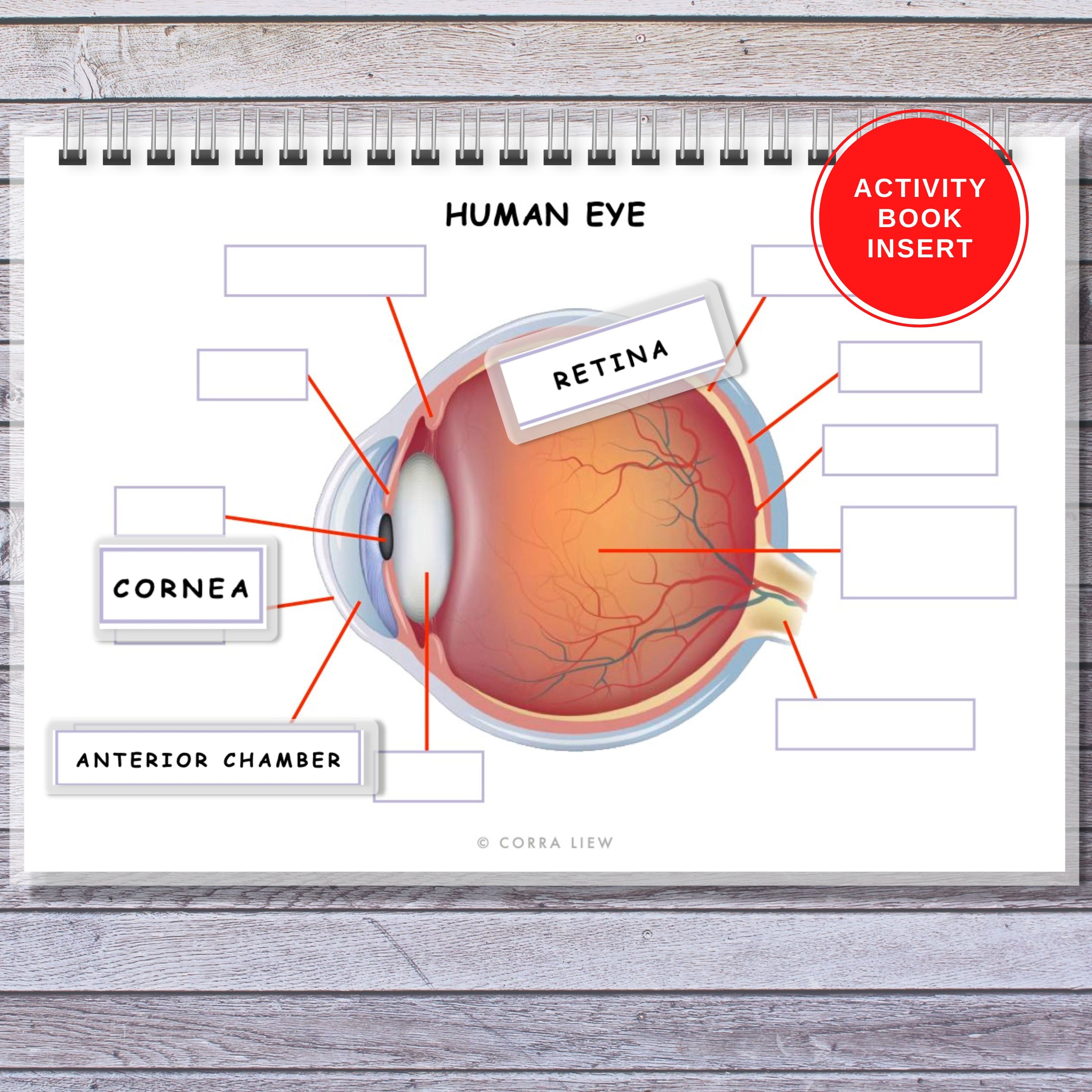 Human EYE Anatomy Busy Book Insert Children Early Learning Activity ...