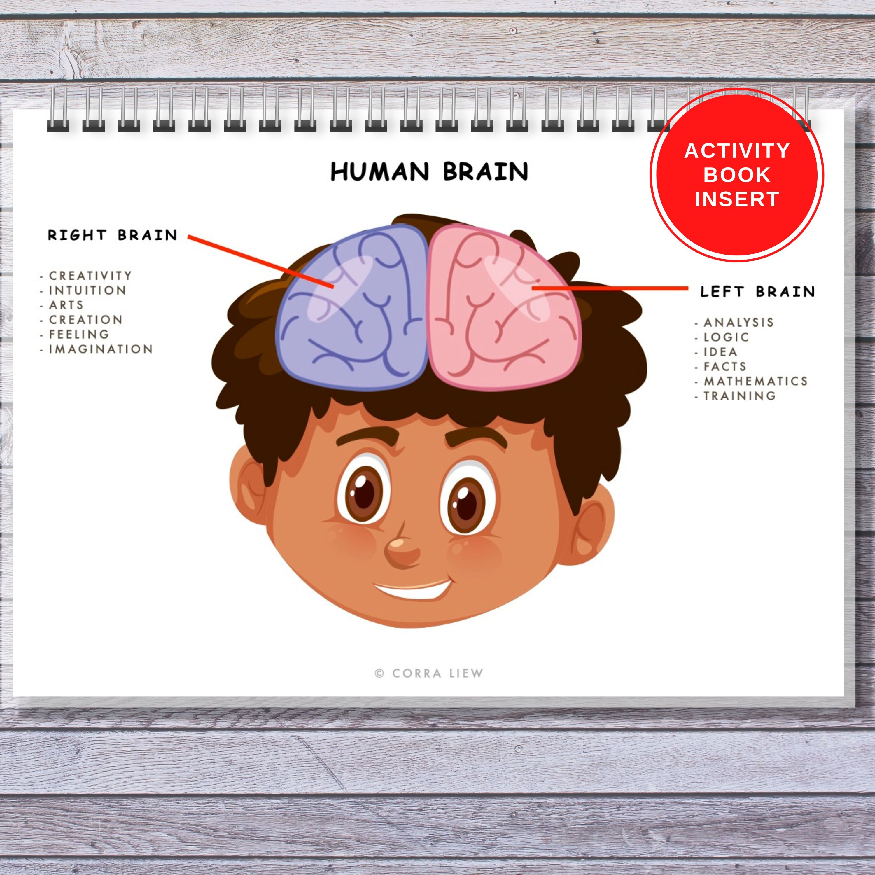BRAIN Anatomy Busy Book Insert Children Early Learning Activity Binder ...