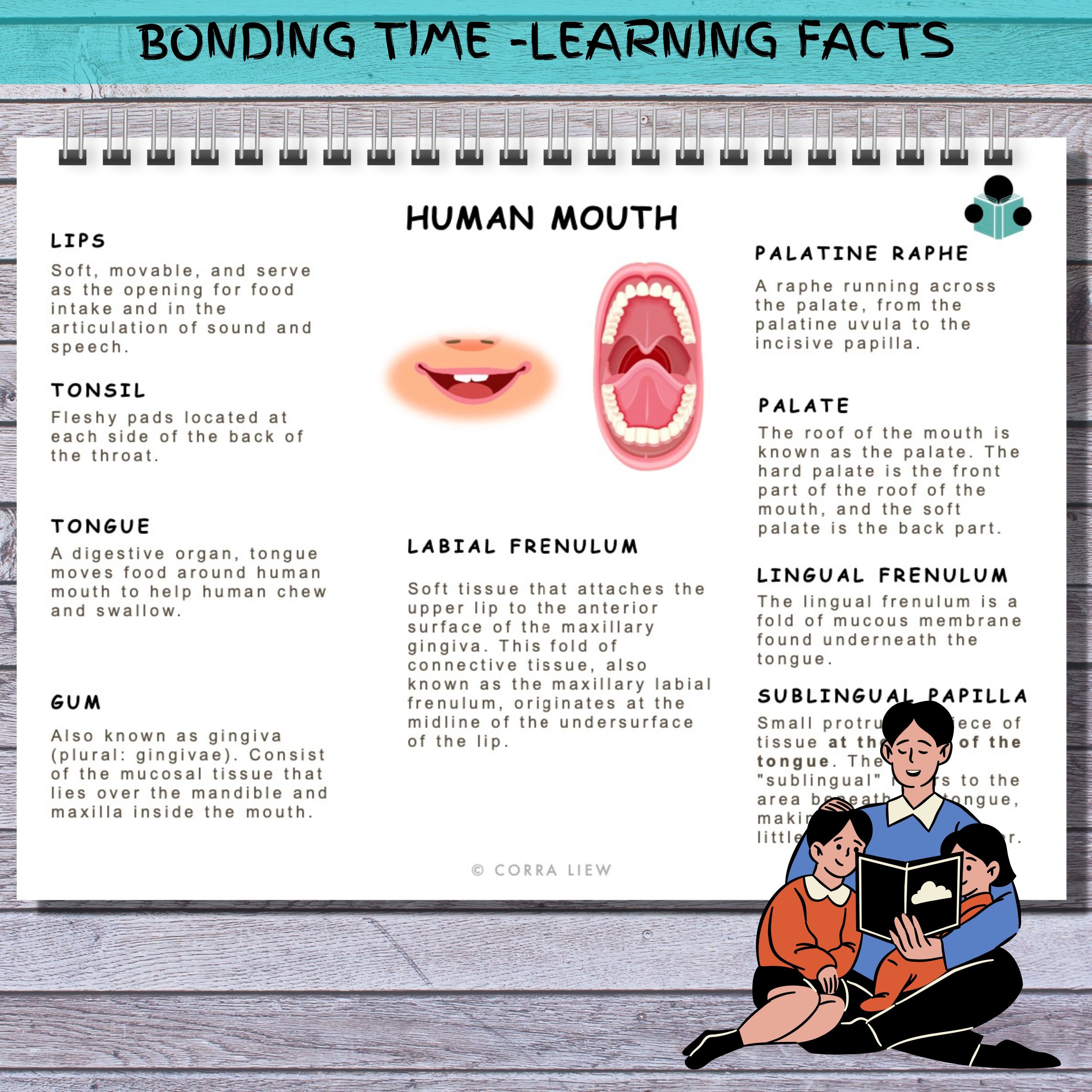 Human MOUTH Anatomy Busy Book Insert Children Early Learning Activity ...