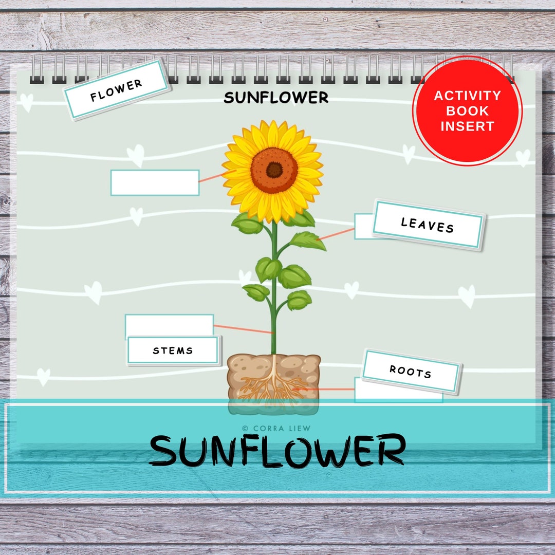 Sunflower Anatomy Busy Book Insert Printable Preschool Homeschool ...