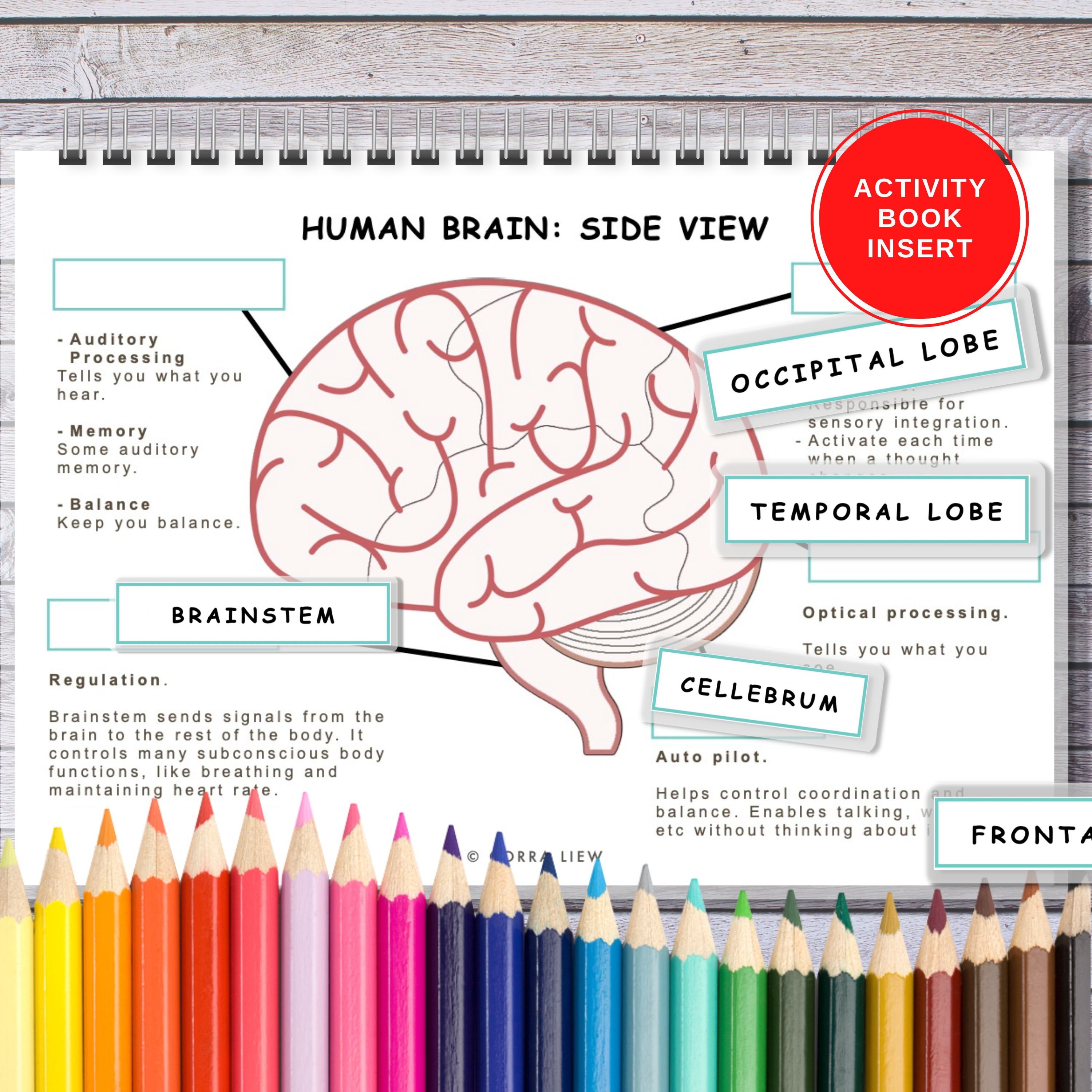 BRAIN Anatomy Busy Book Insert Children Early Learning Activity Binder ...