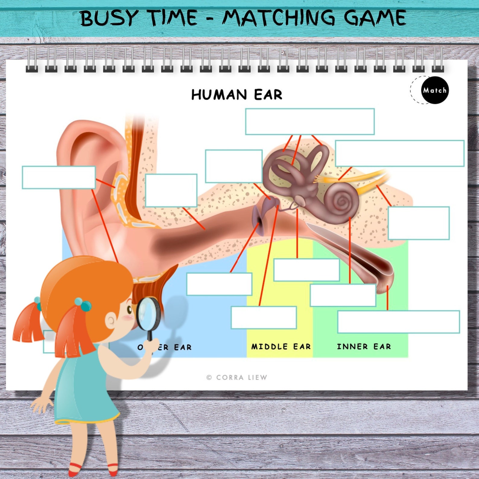 Human EAR Anatomy Busy Book Insert Children Early Learning Activity ...