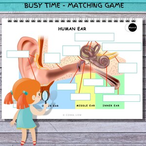 Human EAR Anatomy Busy Book Insert Children Early Learning Activity ...