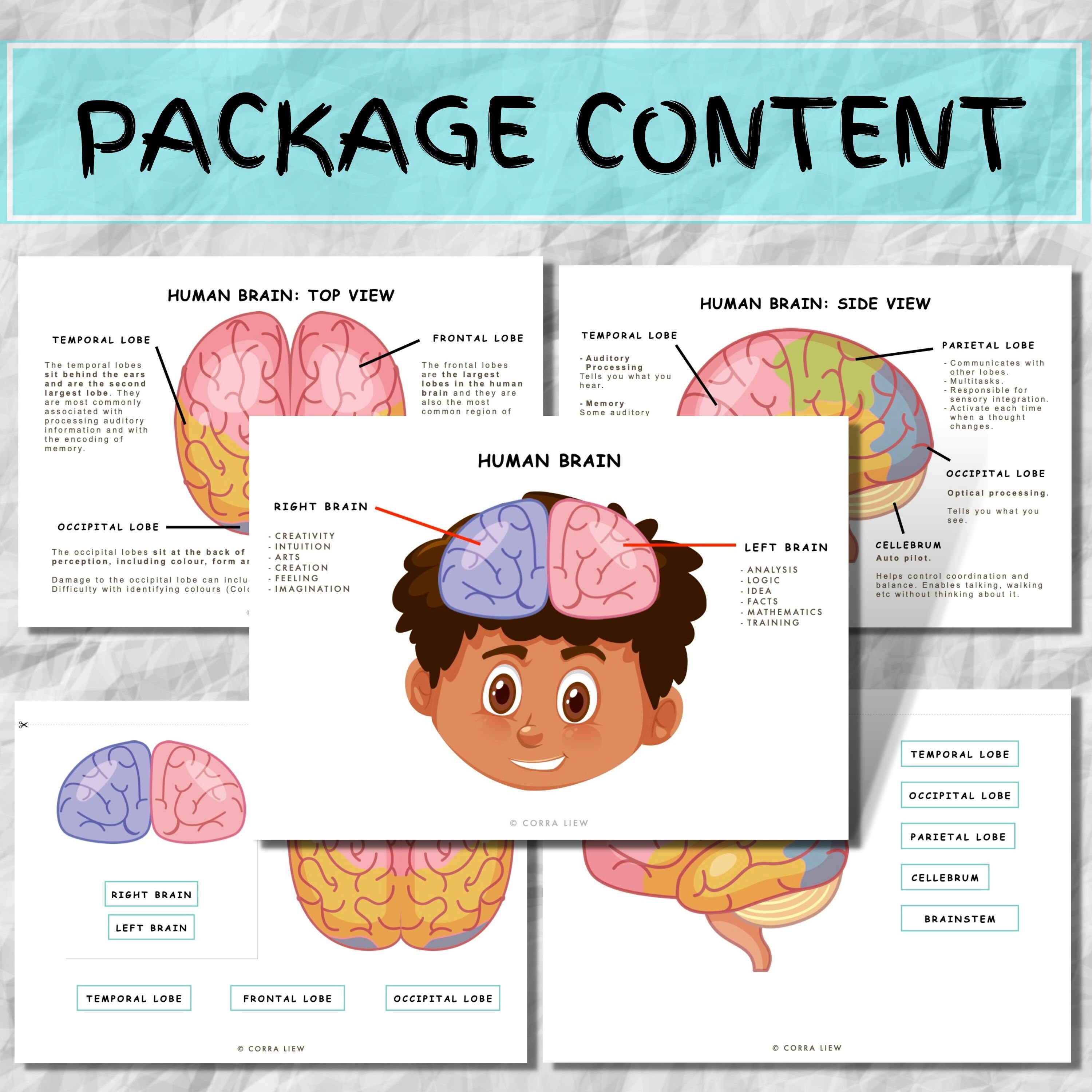 BRAIN Anatomy Busy Book Insert Children Early Learning Activity Binder ...