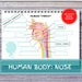 Human THROAT Anatomy Quiet Busy Activity Book Insert Children Early ...